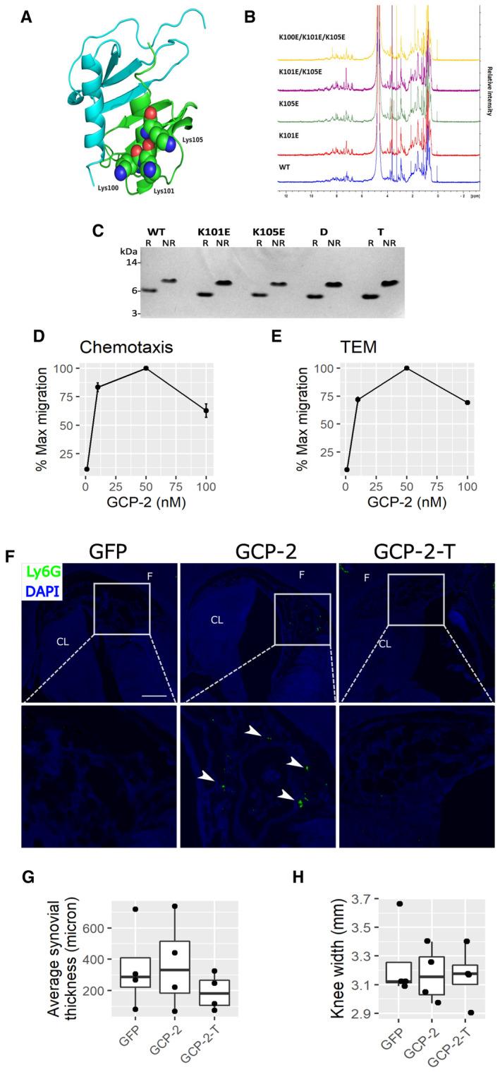 Adenovirus Packaging Services | VectorBuilder